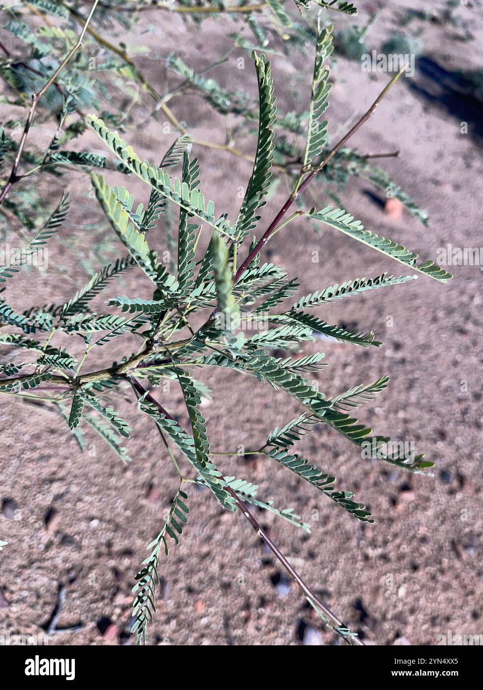 velvet mesquite (Neltuma velutina Stock Photo - Alamy