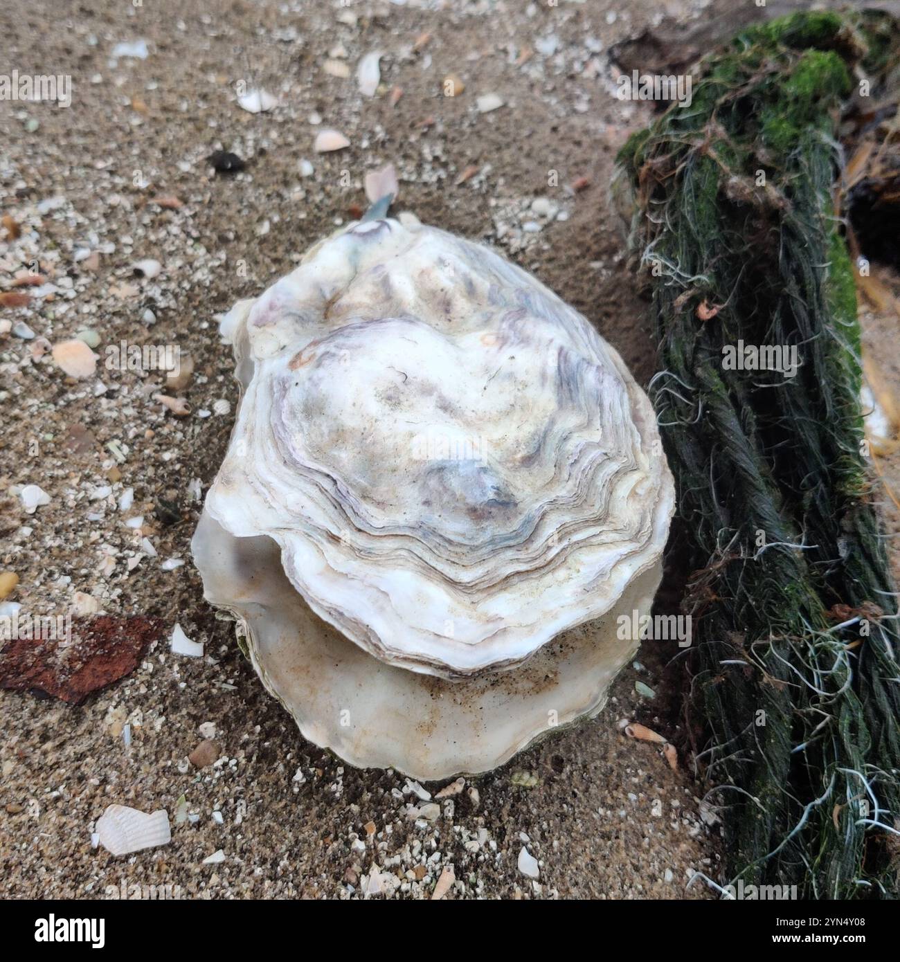 True Oysters (Ostreidae Stock Photo - Alamy
