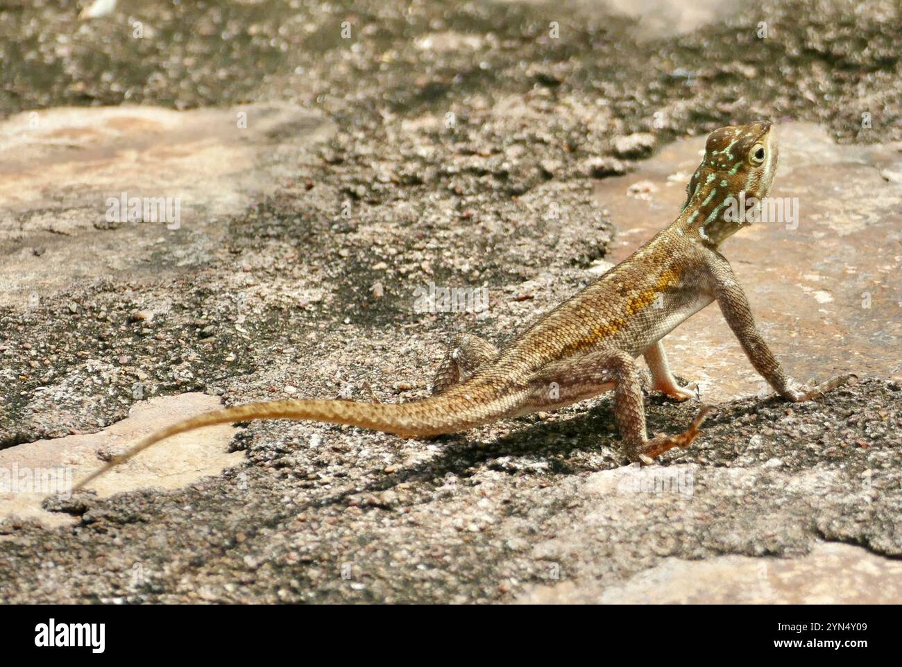 Typical Agamas (Agama Stock Photo - Alamy