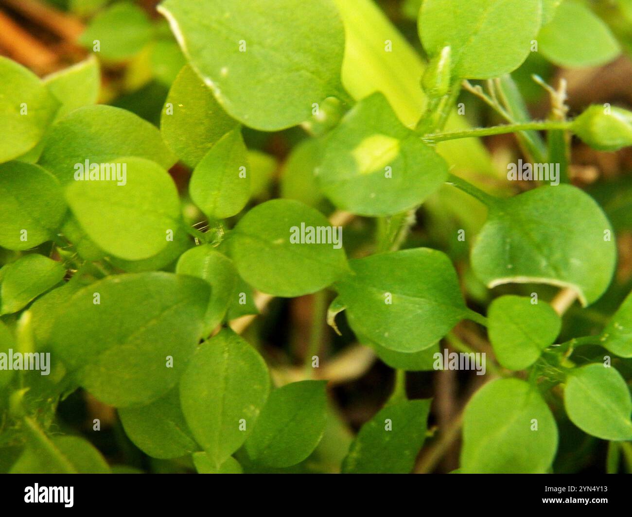 common chickweed (Stellaria media Stock Photo - Alamy