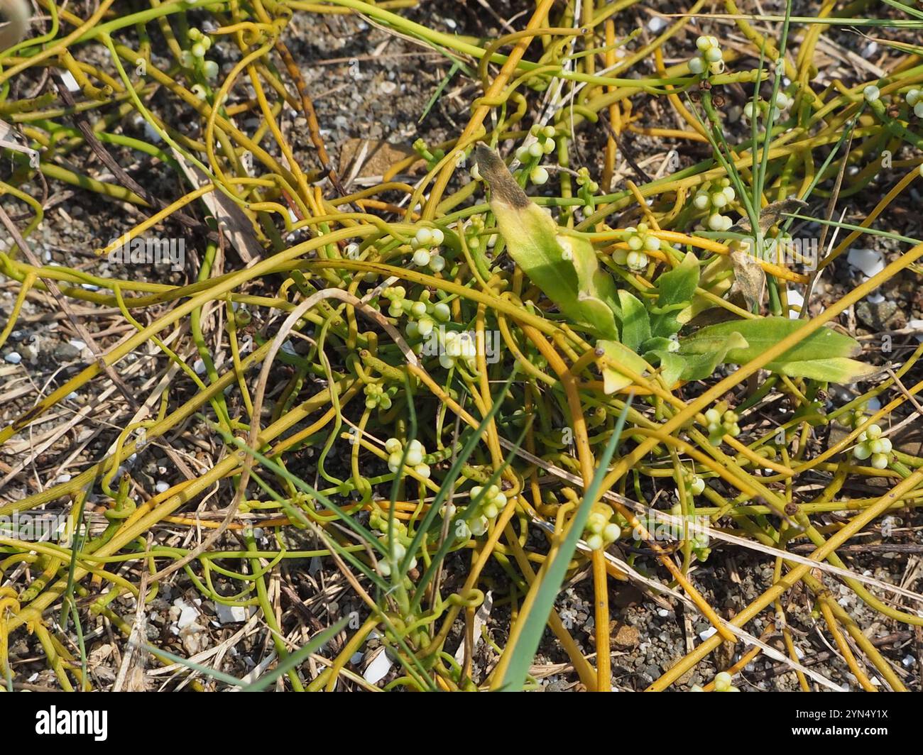 laurel dodder (Cassytha filiformis Stock Photo - Alamy