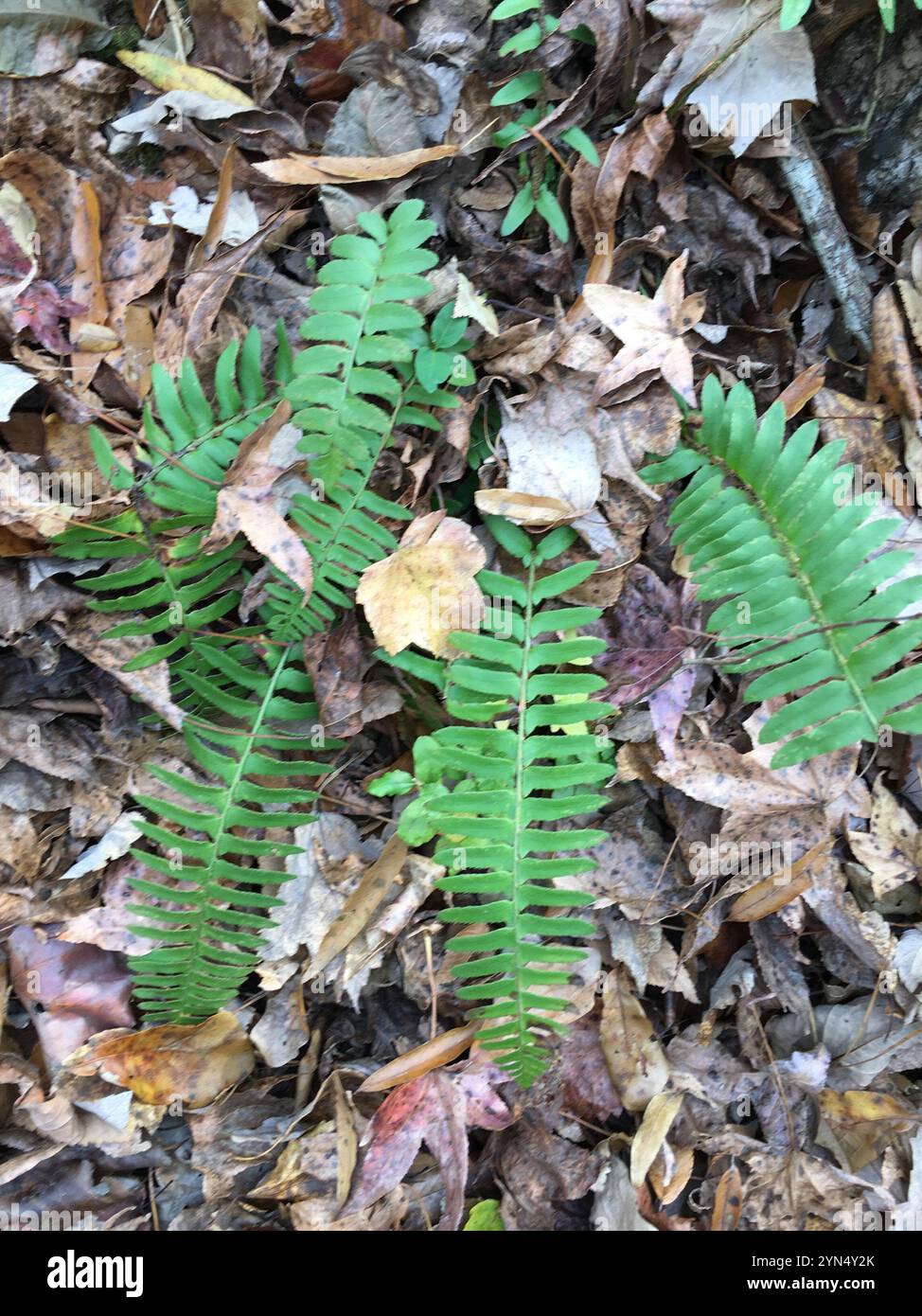 Christmas fern (Polystichum acrostichoides Stock Photo - Alamy