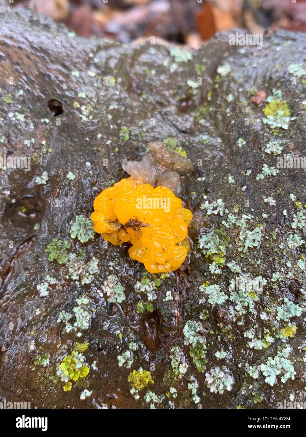 Orange Jelly Spot (Dacrymyces chrysospermus Stock Photo - Alamy