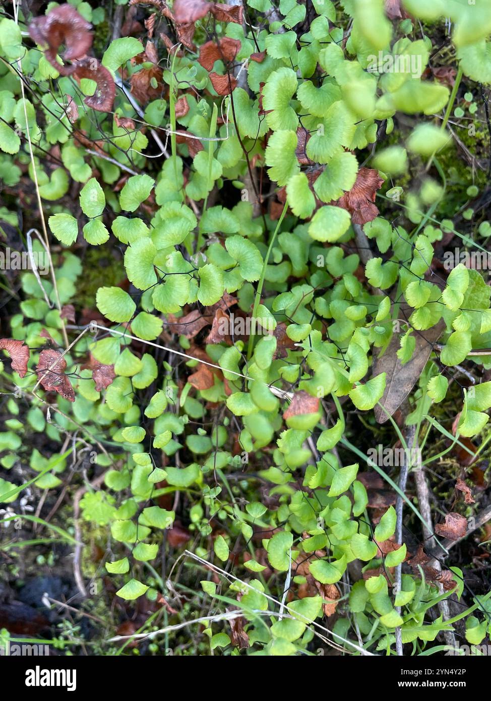California Maidenhair Fern (Adiantum jordanii Stock Photo - Alamy