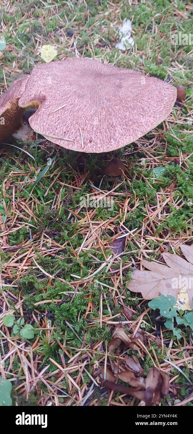 Western Painted Suillus (Suillus lakei Stock Photo - Alamy