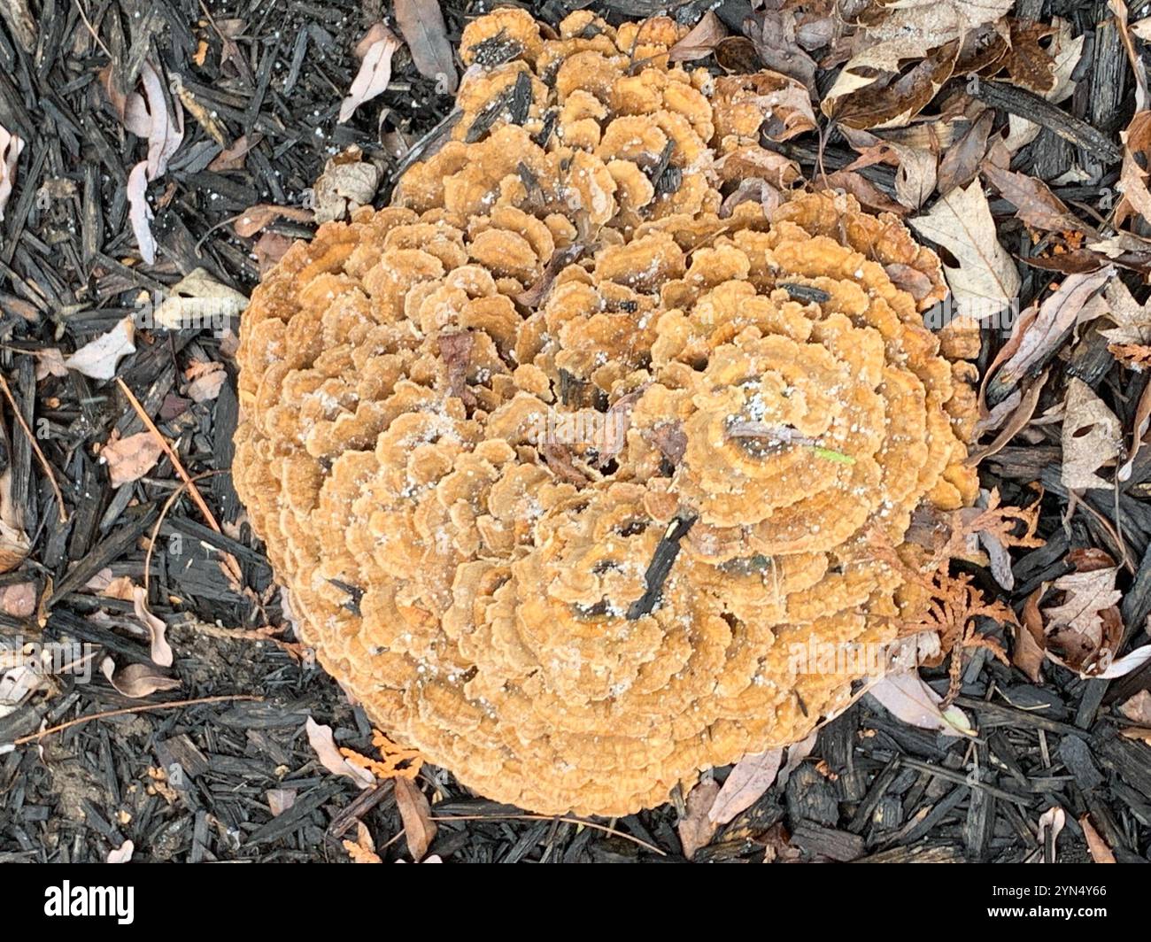 Stereum complicatum hi-res stock photography and images - Alamy