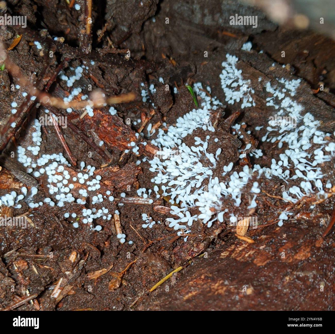 slime molds (Mycetozoa Stock Photo - Alamy