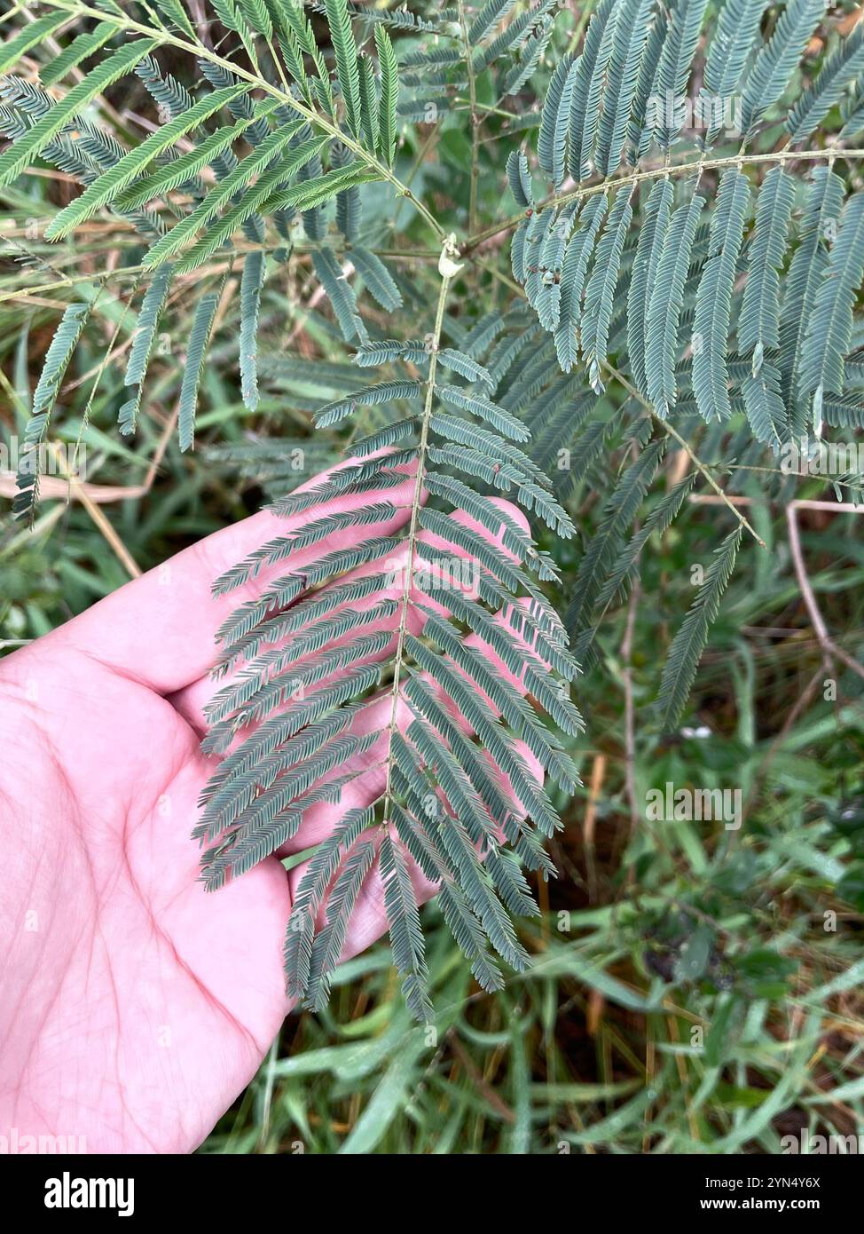 Leucaena pulverulenta hi-res stock photography and images - Alamy