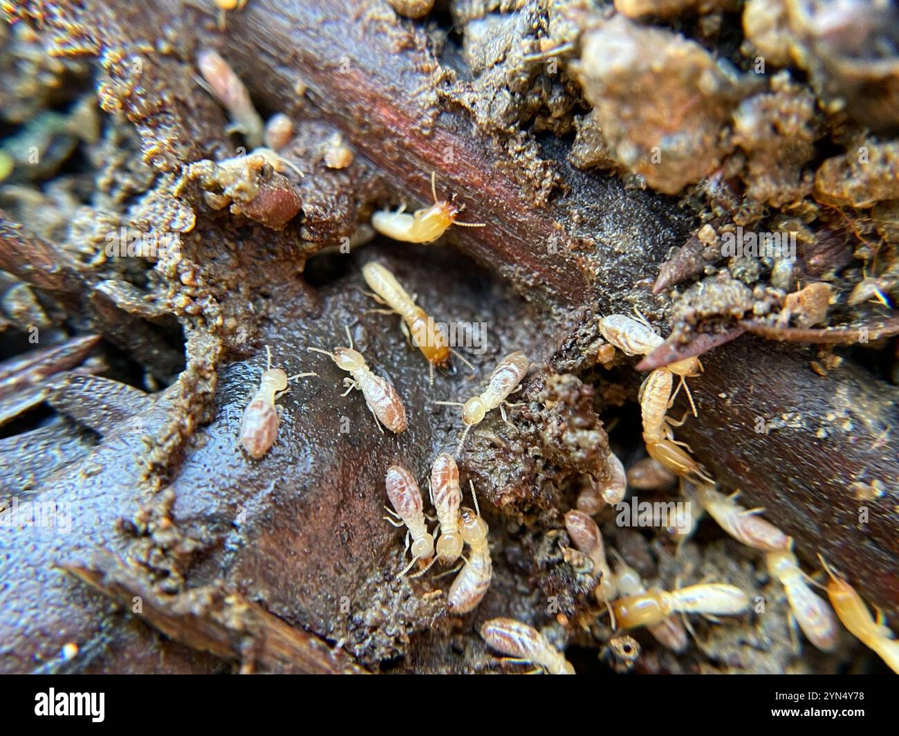Western Subterranean Termite (Reticulitermes hesperus Stock Photo - Alamy
