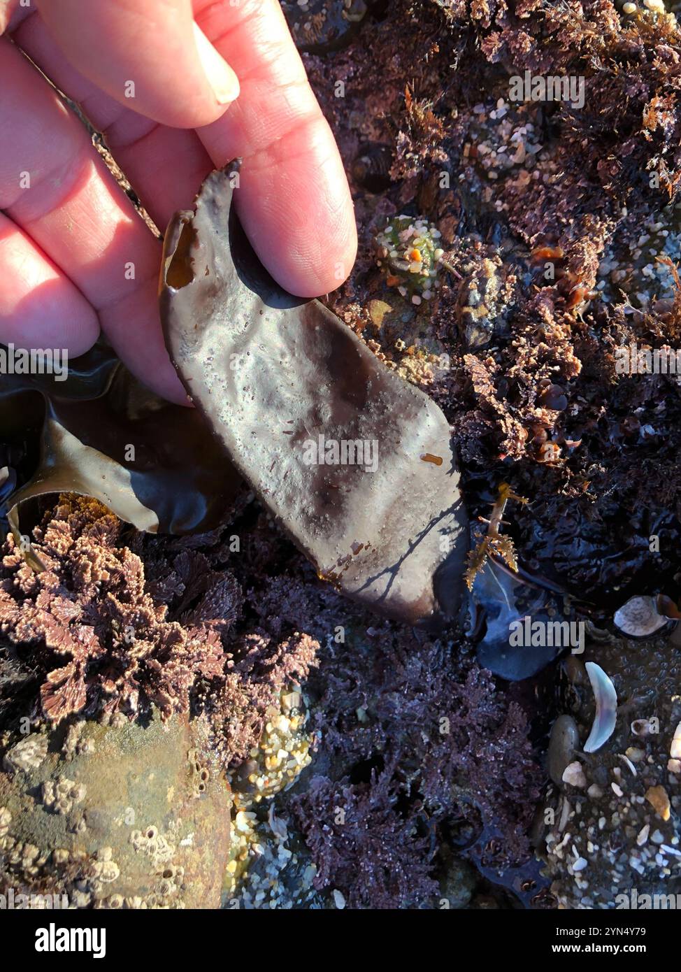Sea Sacks (Halosaccion glandiforme Stock Photo - Alamy