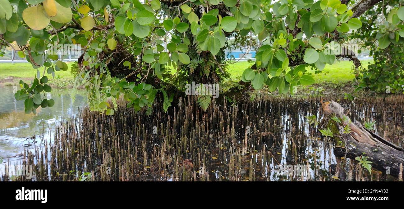 Apple Mangrove (Sonneratia alba Stock Photo - Alamy