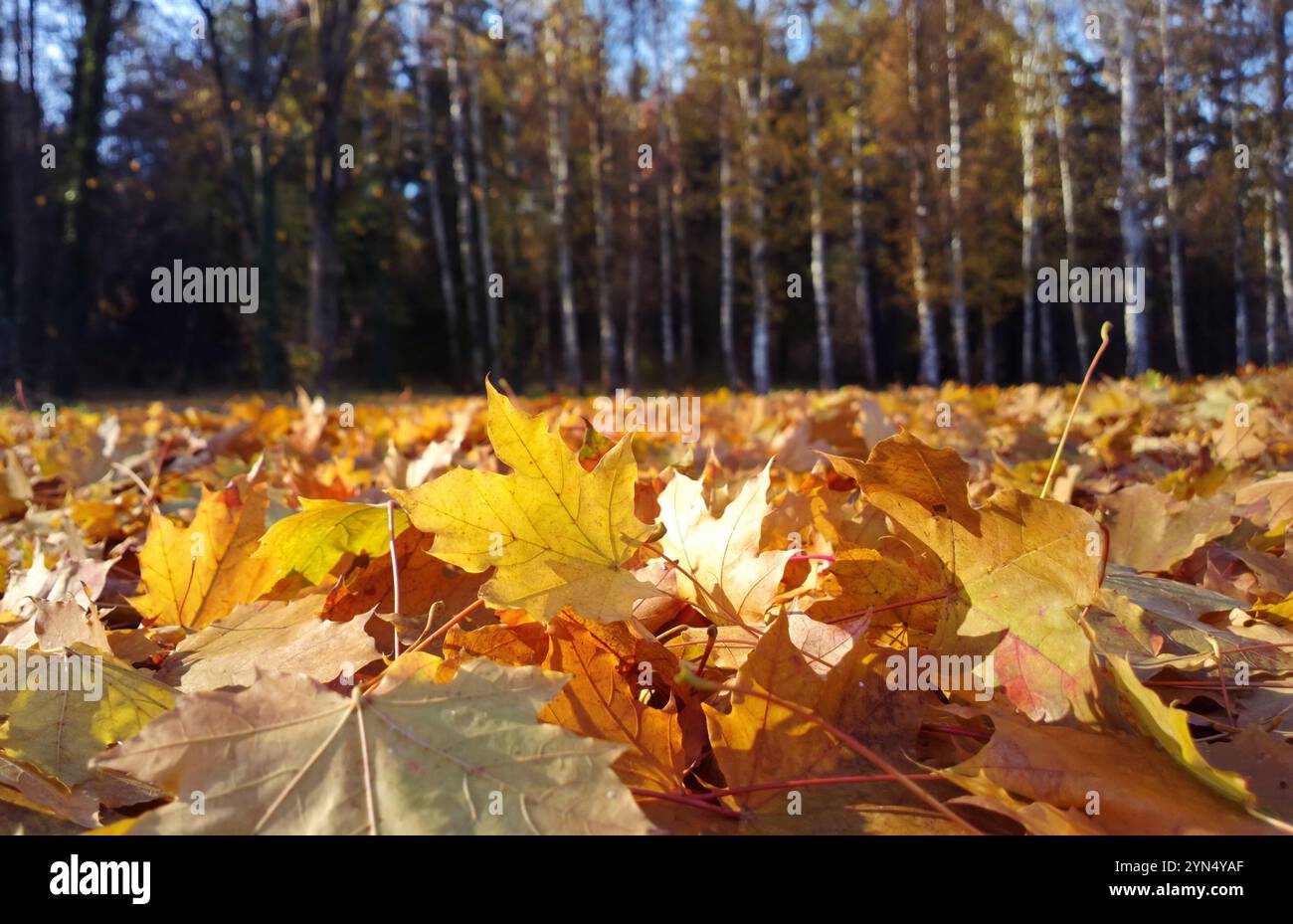 Orange maple leaves in forest hi-res stock photography and images - Alamy
