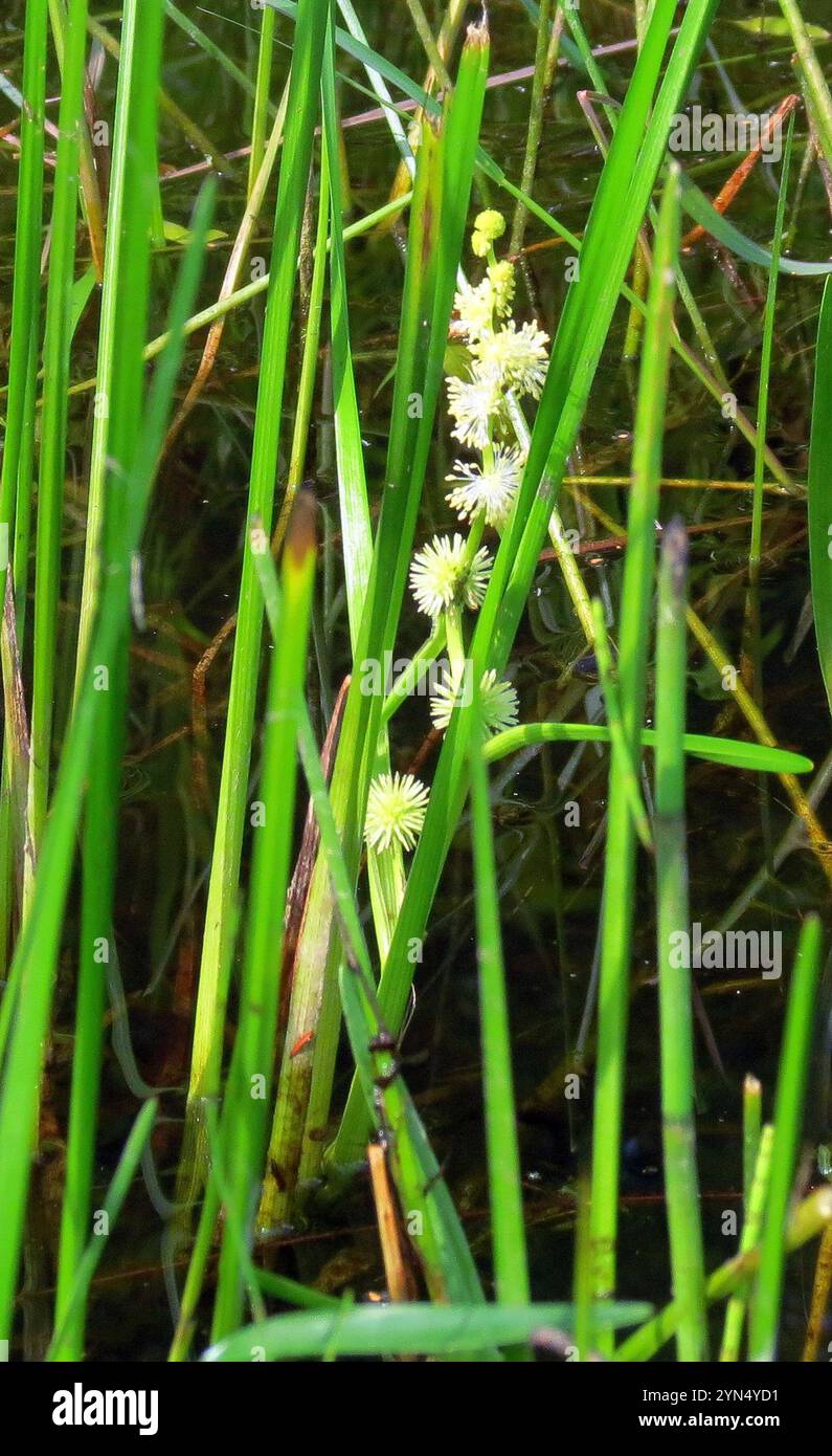 American bur-reed (Sparganium americanum Stock Photo - Alamy