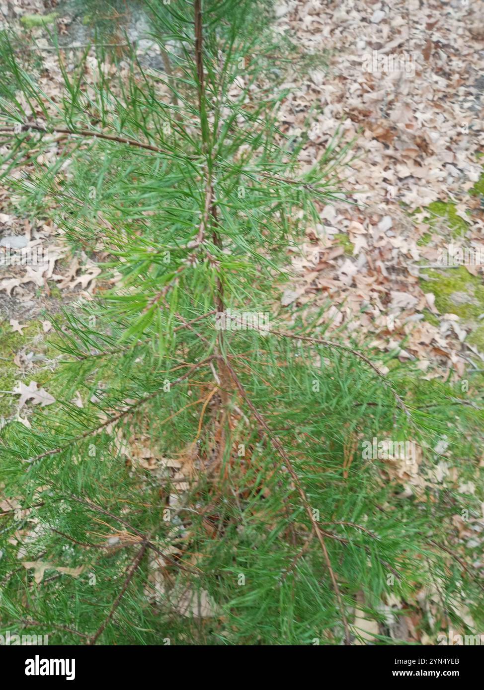 Virginia pine (Pinus virginiana Stock Photo - Alamy