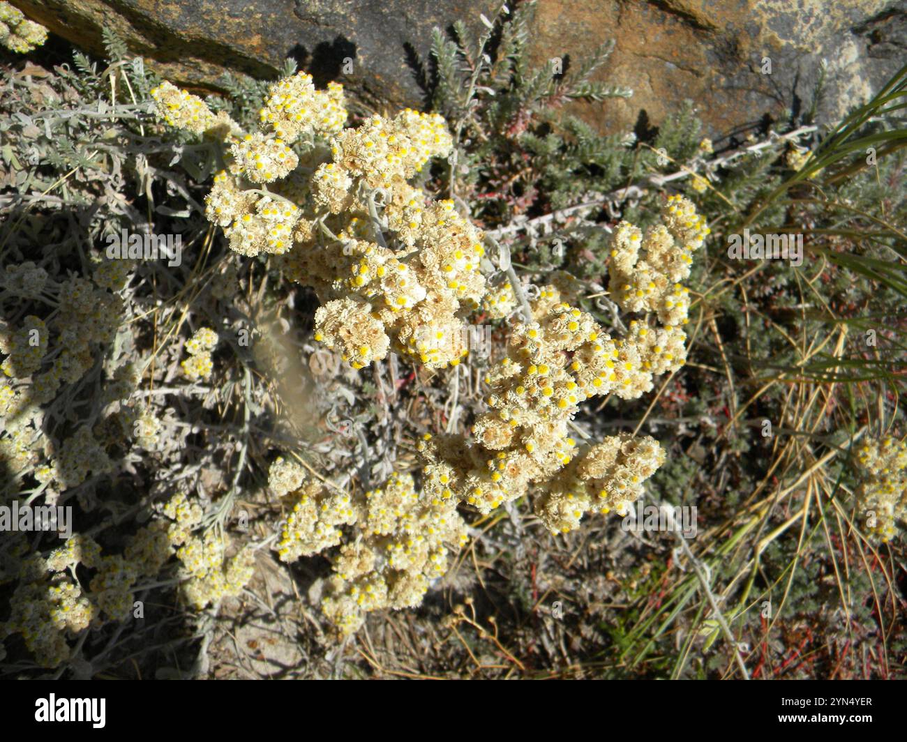 Honey Everlasting (Helichrysum patulum Stock Photo - Alamy