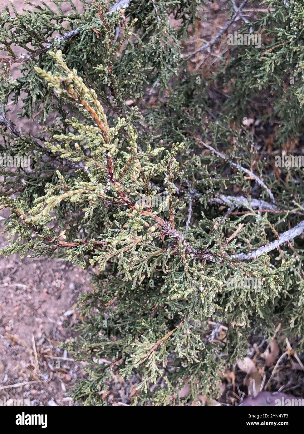 One-seed Juniper (Juniperus monosperma Stock Photo - Alamy