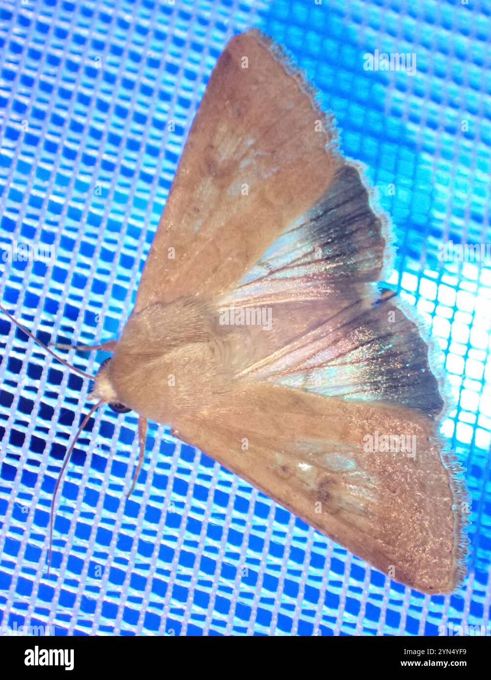 Cotton Bollworm Moth (Helicoverpa armigera Stock Photo - Alamy