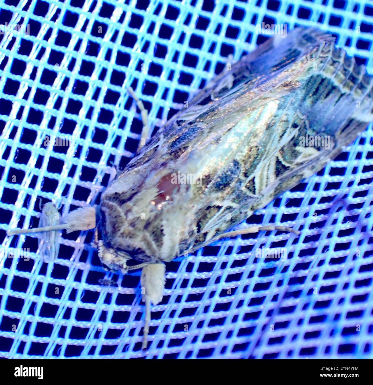 Mediterranean Brocade (Spodoptera littoralis Stock Photo - Alamy