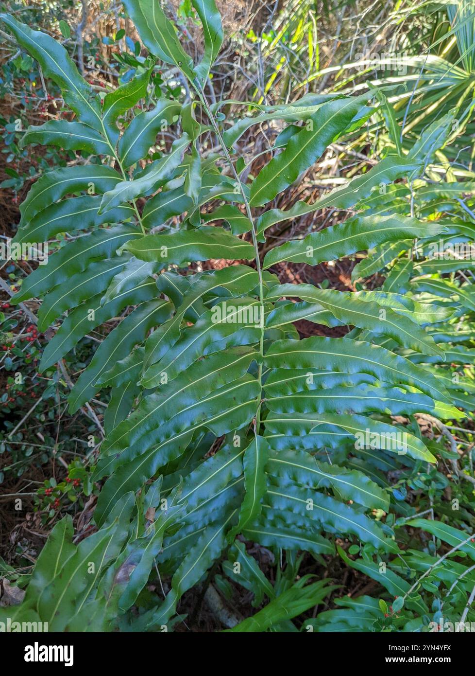 Giant leather fern (Acrostichum danaeifolium Stock Photo - Alamy