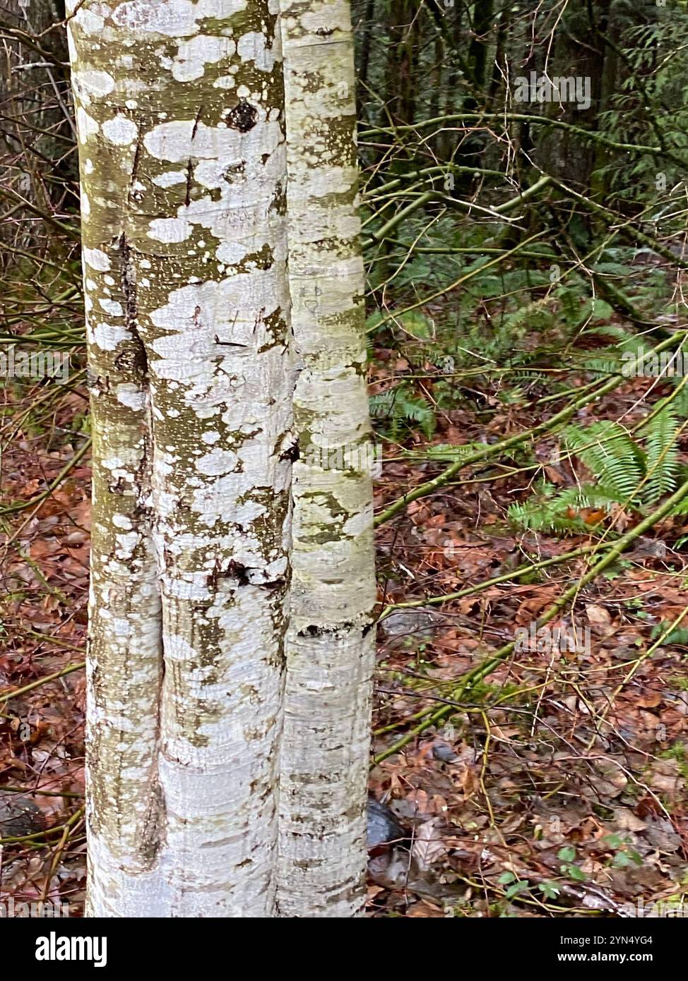 Red Alder (Alnus rubra Stock Photo - Alamy