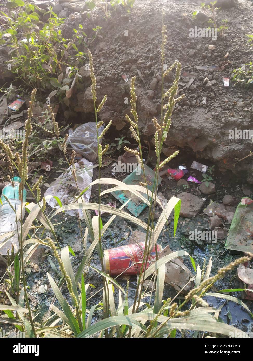 Jungle Rice (Echinochloa colonum Stock Photo - Alamy