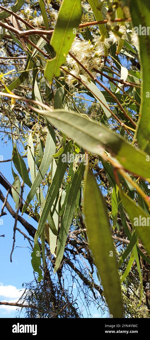 Eucalyptus crebra hi-res stock photography and images - Alamy