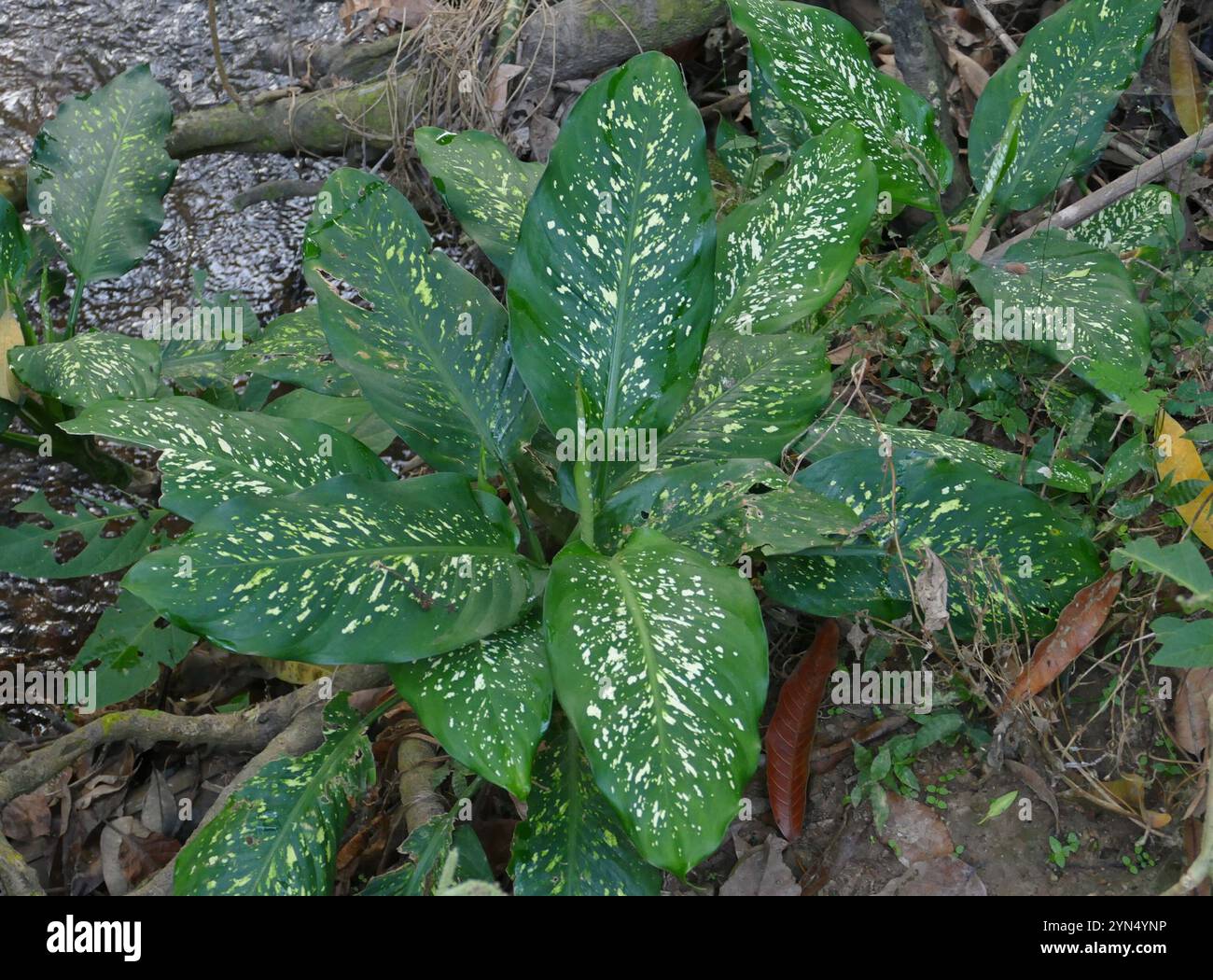 dumb canes (Dieffenbachia Stock Photo - Alamy