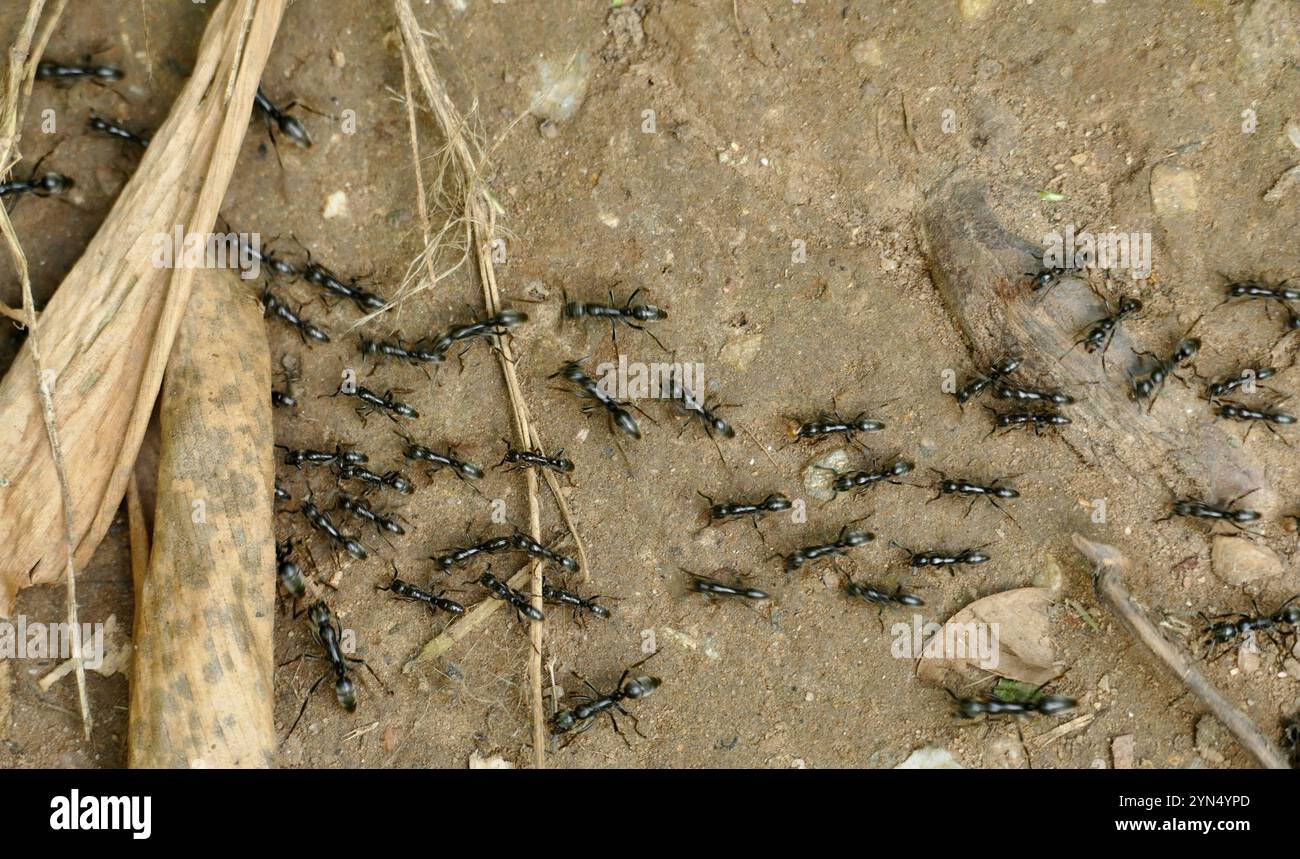 Matabele Ant (Megaponera analis Stock Photo - Alamy