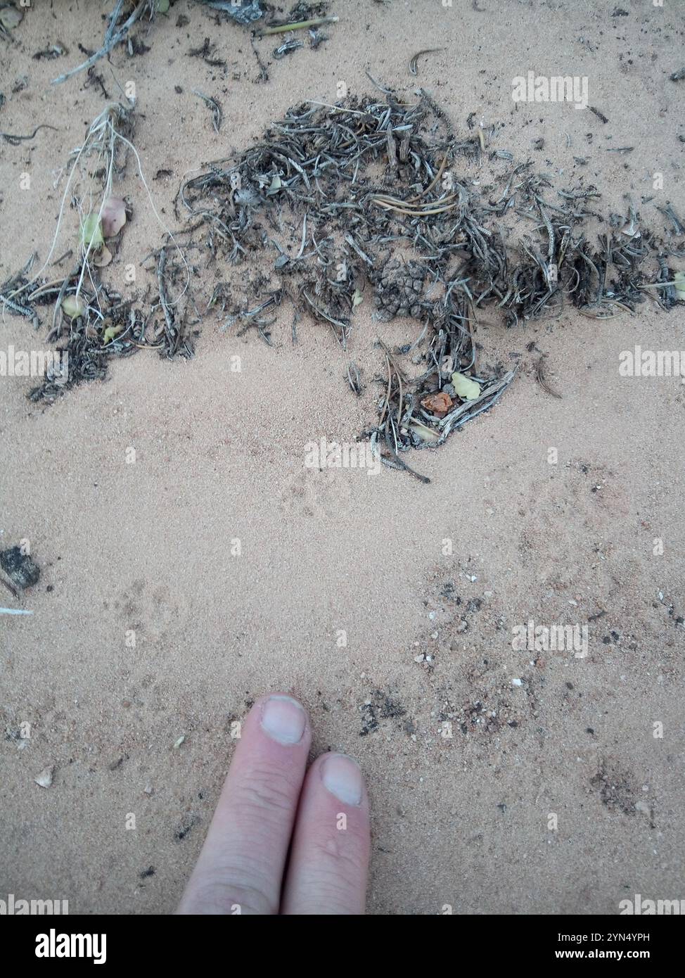 Neotoma hi-res stock photography and images - Alamy