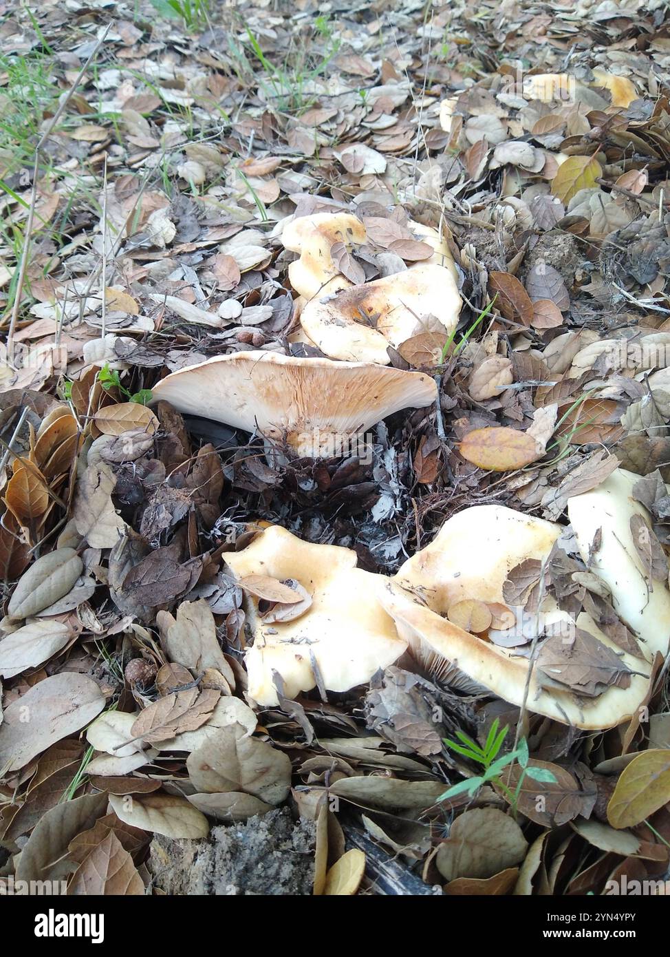 golden milkcap (Lactarius alnicola Stock Photo - Alamy