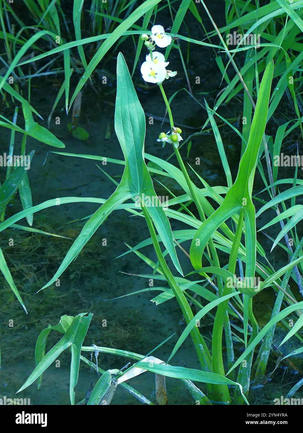 broadleaf arrowhead (Sagittaria latifolia Stock Photo - Alamy
