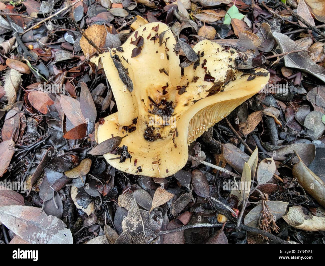 golden milkcap (Lactarius alnicola Stock Photo - Alamy