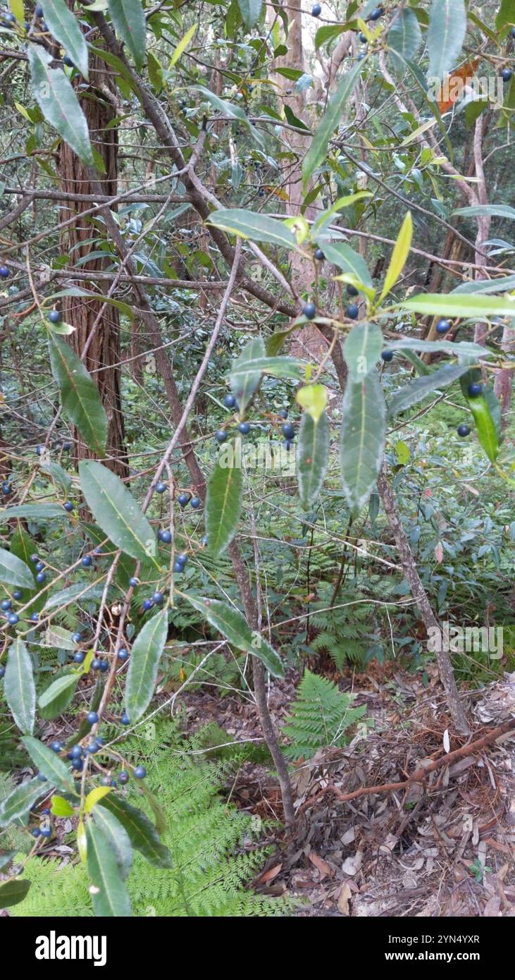 Blueberry ash (Elaeocarpus reticulatus Stock Photo - Alamy