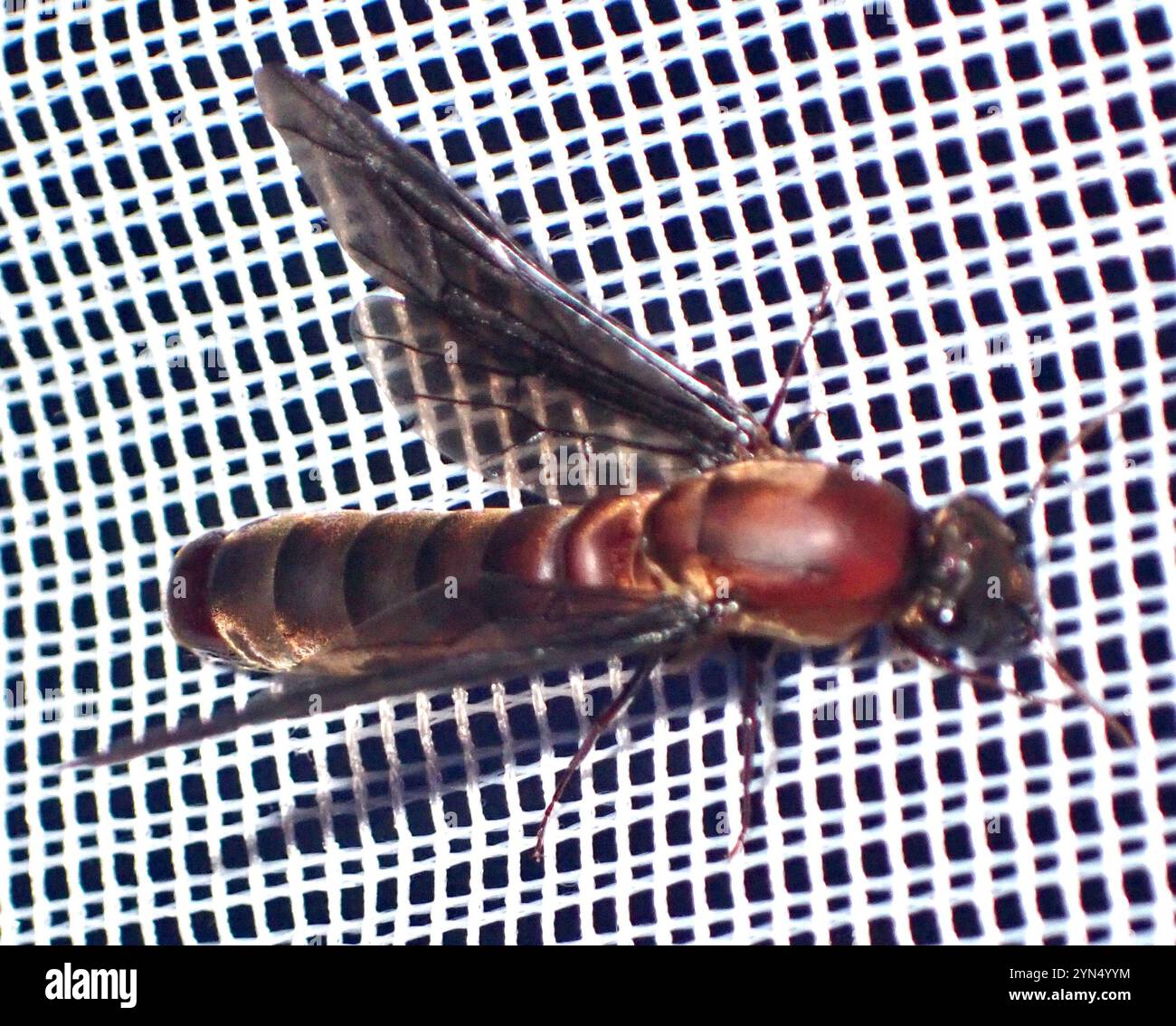 Driver Ants and Allies (Dorylus Stock Photo - Alamy