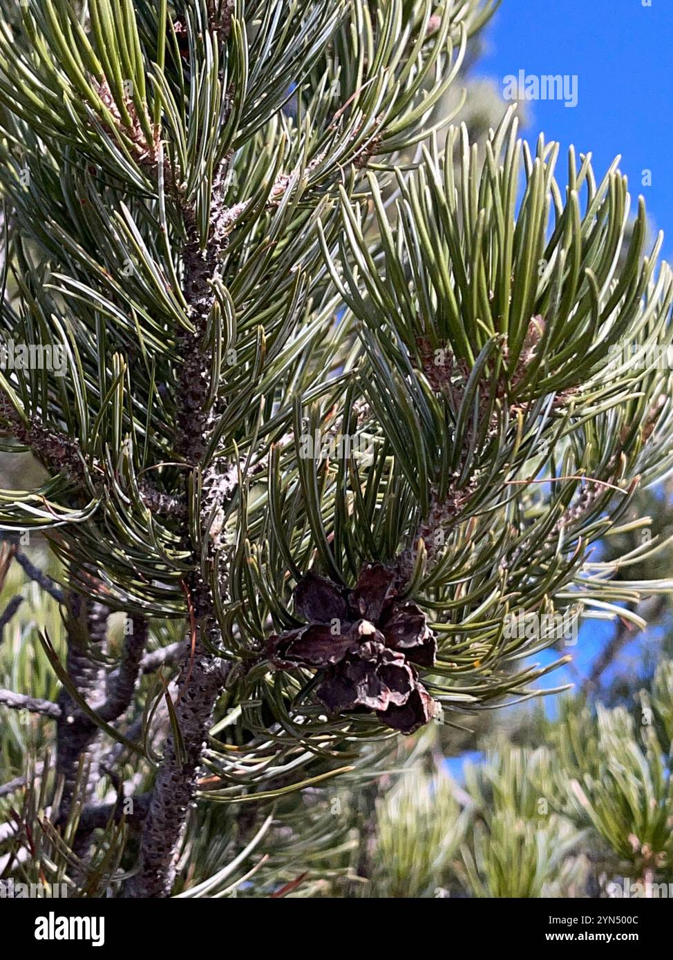 Mexican pinyon (Pinus cembroides Stock Photo - Alamy