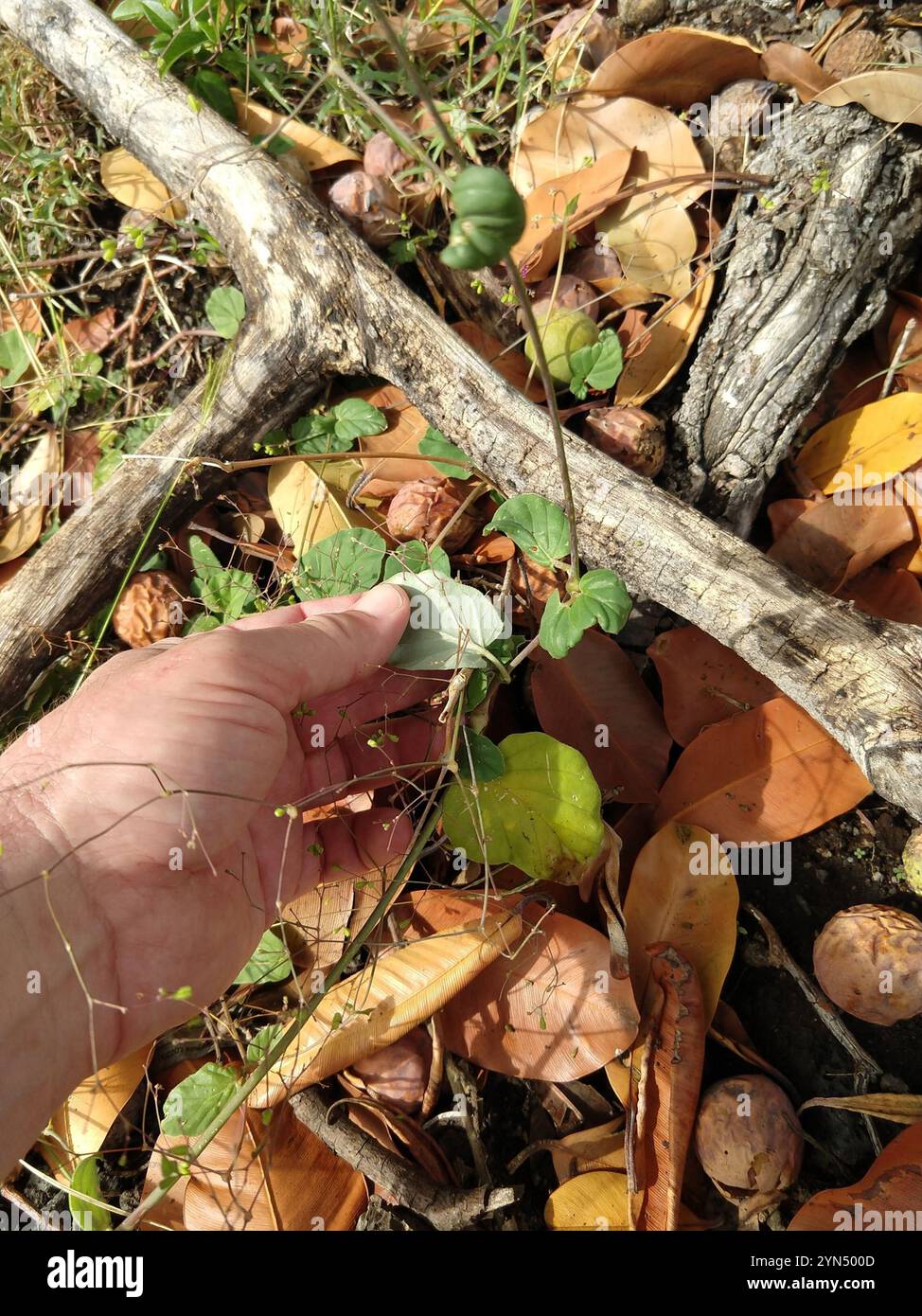 scarlet spiderling (Boerhavia coccinea Stock Photo - Alamy