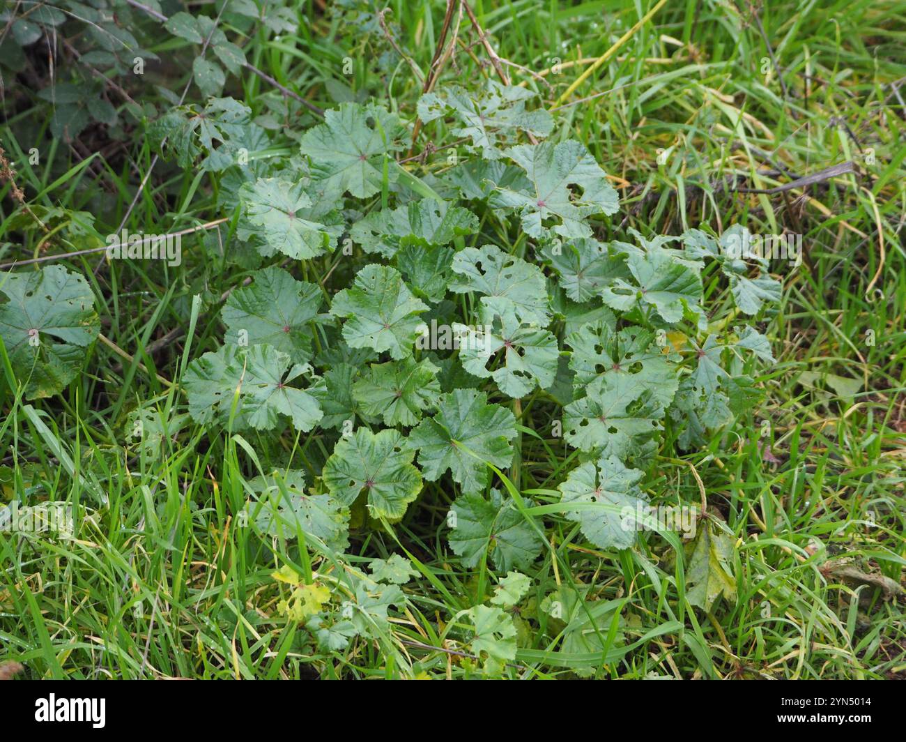 Common Mallow (Malva sylvestris Stock Photo - Alamy