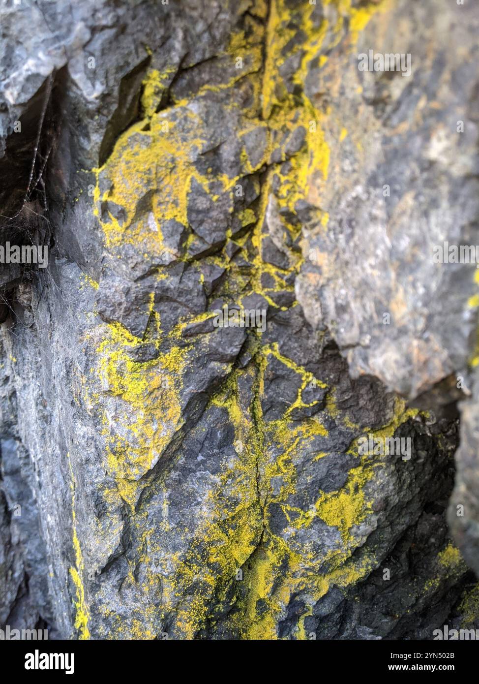 Chrysothrix candelaris hi-res stock photography and images - Alamy