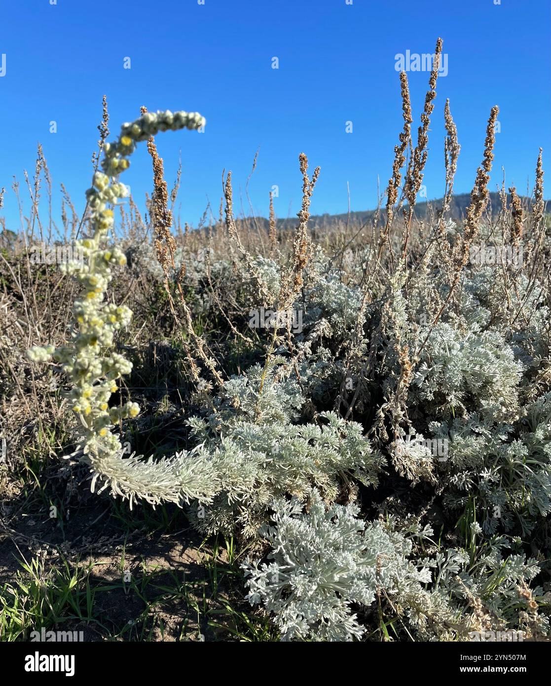 coastal sagewort (Artemisia pycnocephala Stock Photo - Alamy