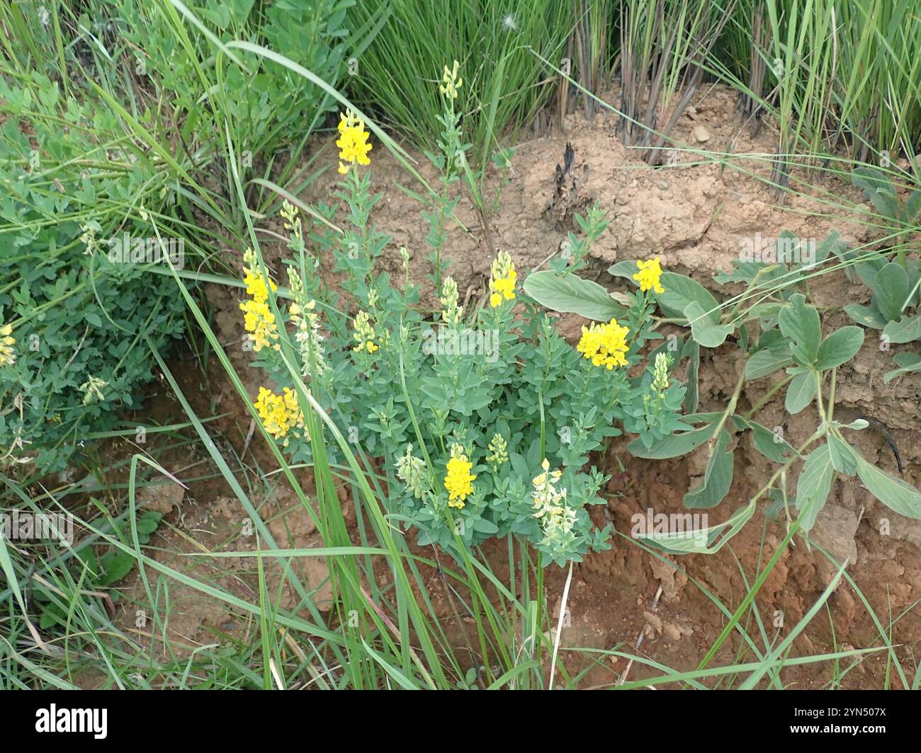 Round Pod Rattle Bush (Crotalaria globifera Stock Photo - Alamy