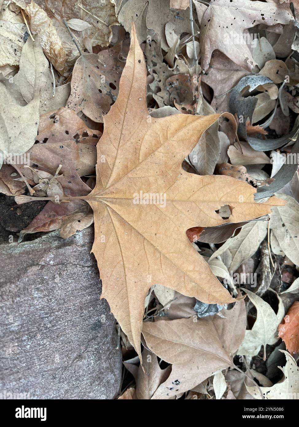 Arizona sycamore (Platanus wrightii Stock Photo - Alamy
