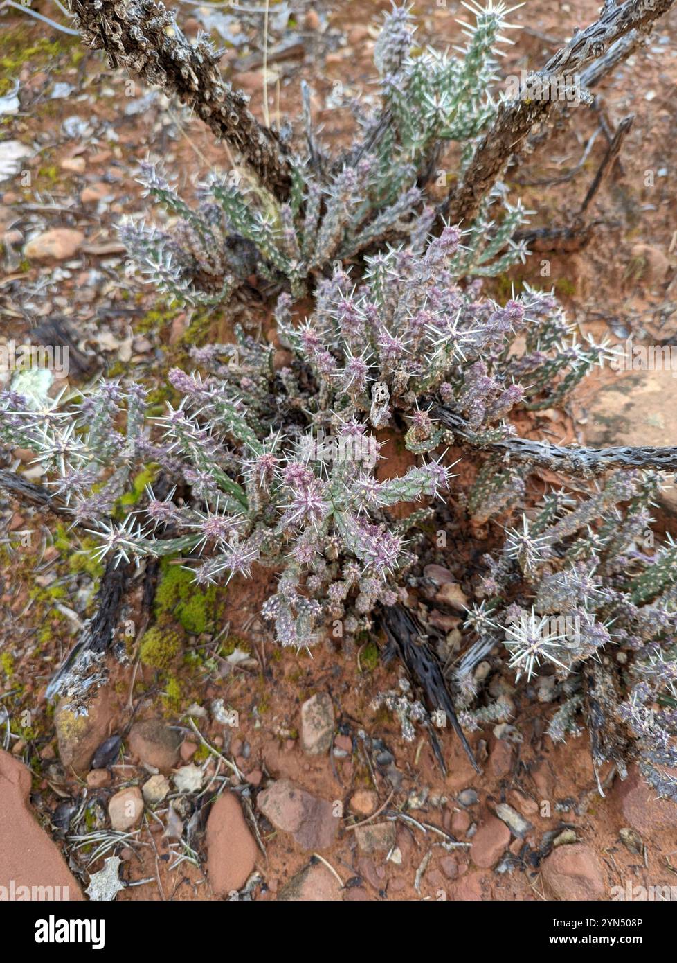 Whipple cholla hi-res stock photography and images - Alamy