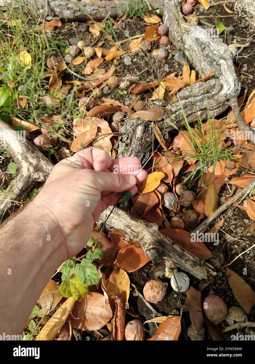 scarlet spiderling (Boerhavia coccinea Stock Photo - Alamy