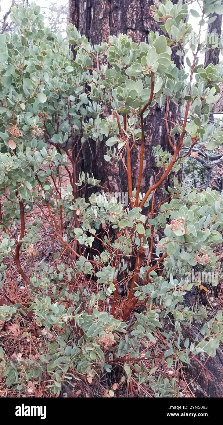 Pringle's manzanita (Arctostaphylos pringlei Stock Photo - Alamy