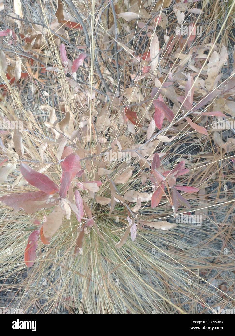 bluejack oak (Quercus incana Stock Photo - Alamy