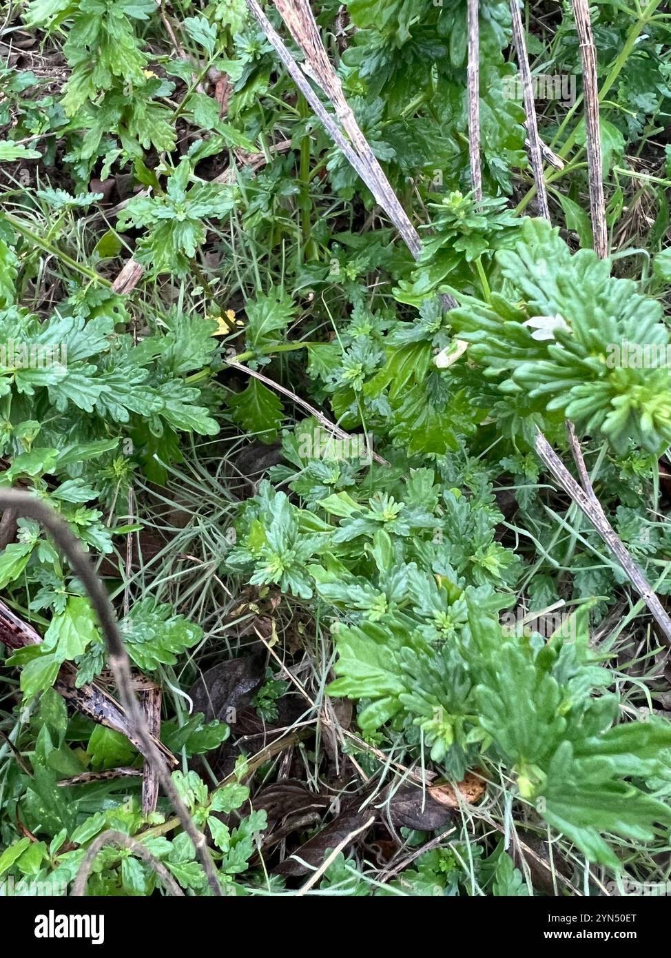 coastal germander (Teucrium cubense Stock Photo - Alamy