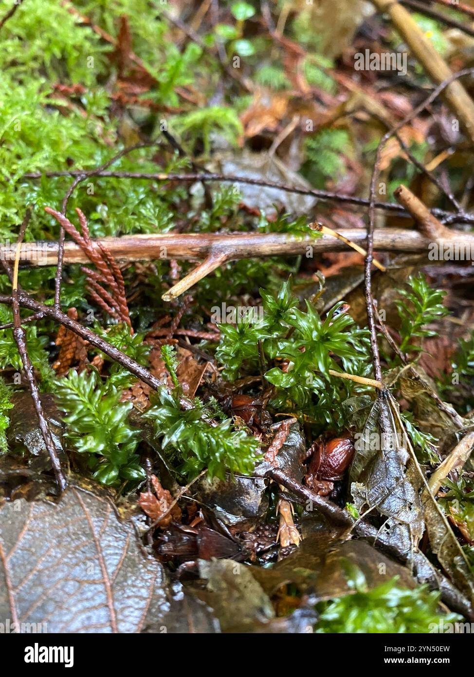 Badge Moss (Plagiomnium insigne Stock Photo - Alamy