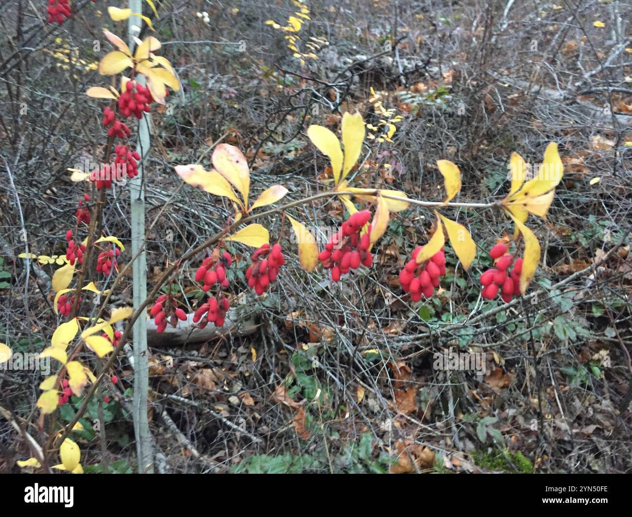 European barberry (Berberis vulgaris Stock Photo - Alamy