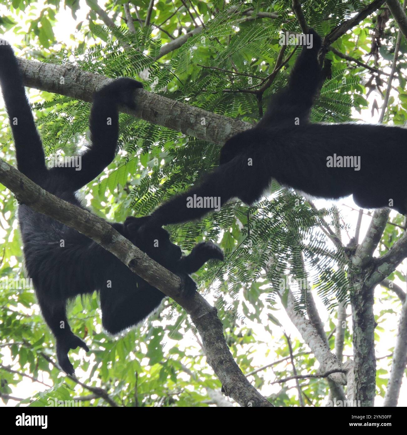 Yucatán Black Howler Monkey (Alouatta pigra Stock Photo - Alamy
