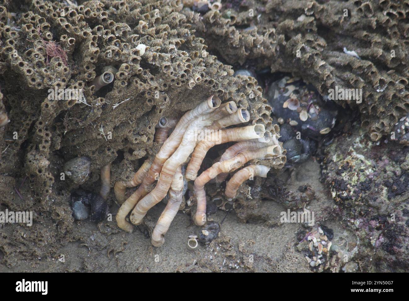 Thylacodes hi-res stock photography and images - Alamy